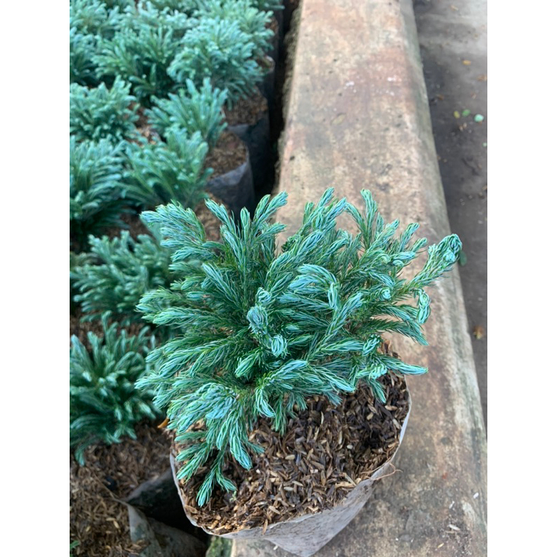 Jual tanaman cemara perak salju rimbun segar | Shopee Indonesia