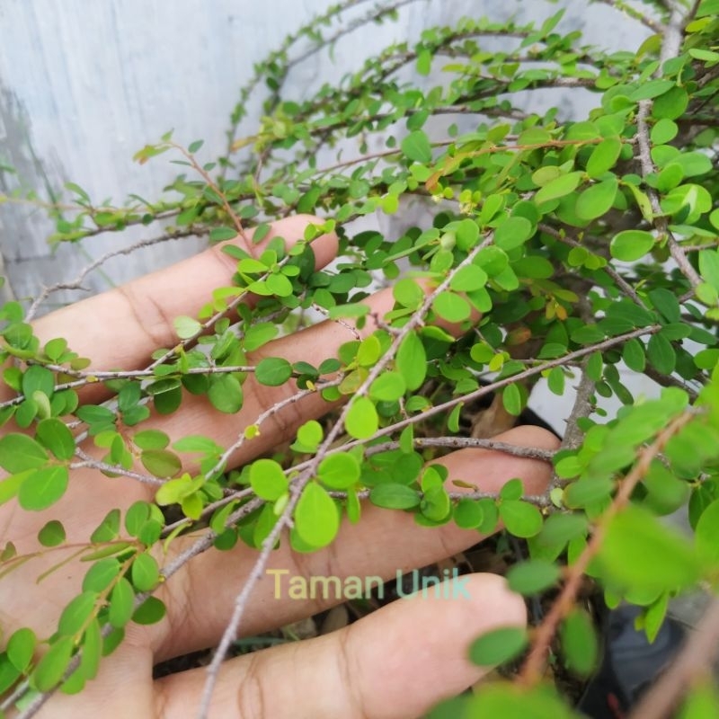 Jual Bibit Bonsai Cendrawasih Daun Bulat ( Phyllanthus cochinchinensis ...