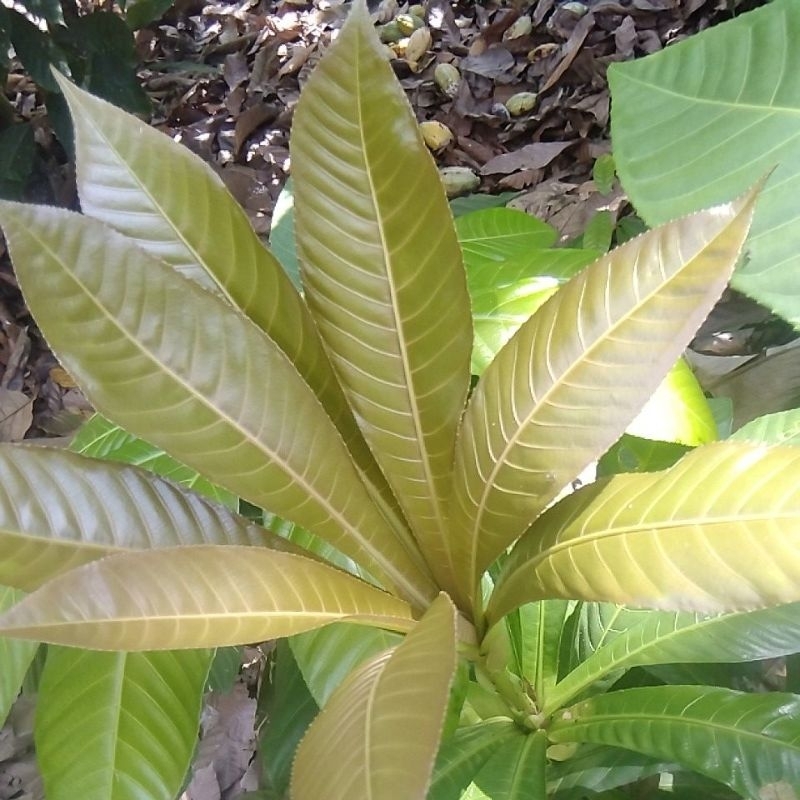 Jual Daun Putat muda lalapan yg melegenda | Shopee Indonesia