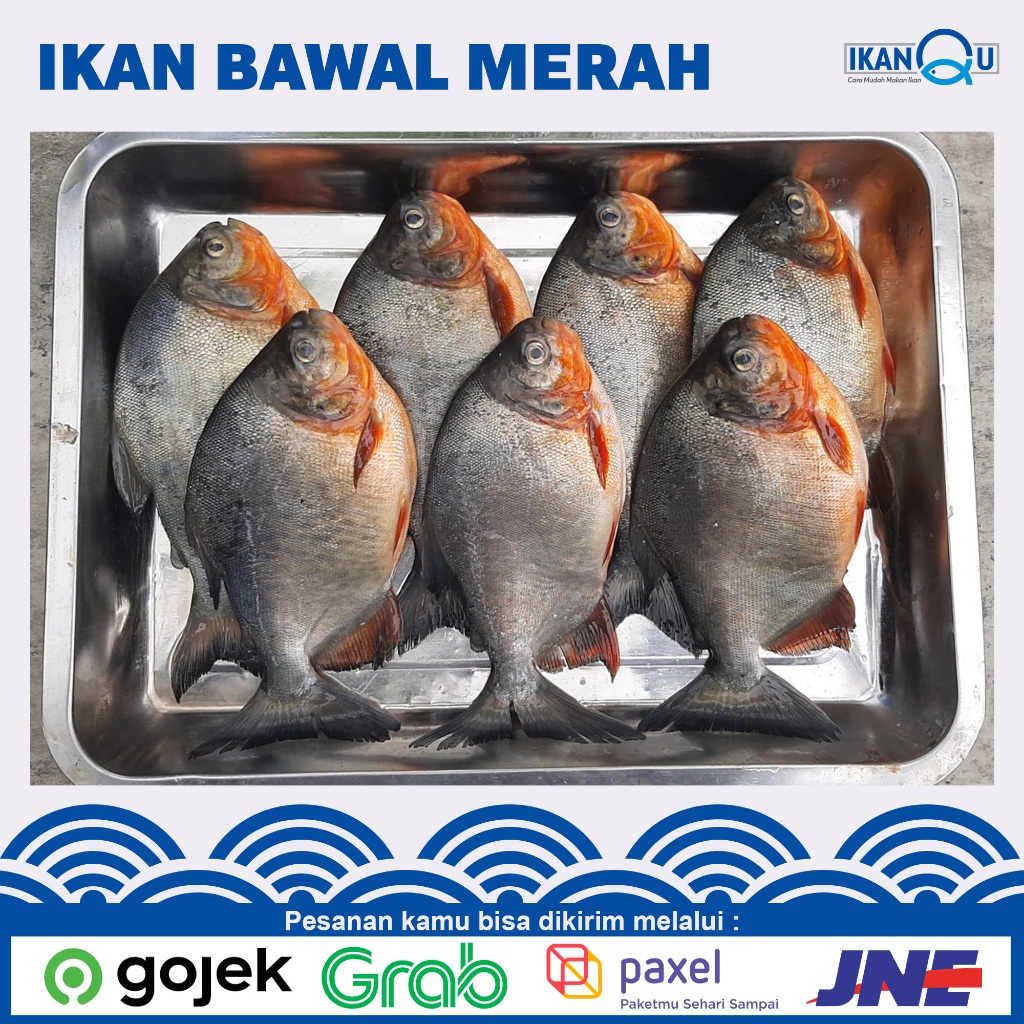 Jual Ikan bawal merah fresh (bersih insang sisik dan isi perut)/Ikan ...