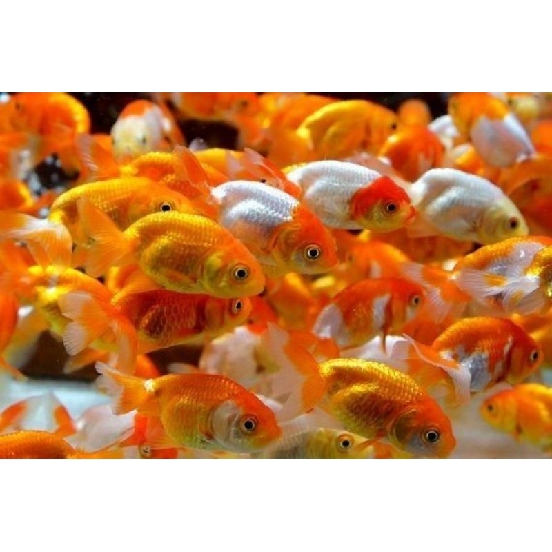 Jual Mas Koki Ranchu Size 4-5 Cm | Shopee Indonesia