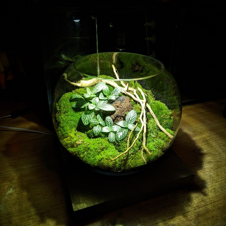 Jual TERRARIUM BOWL | TERRARIUM BULAT BESAR | CLOSED ECOSYSTEMS ...
