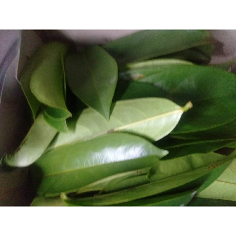 Jual DAUN SIRSAK PETIKAN SEGAR | Shopee Indonesia