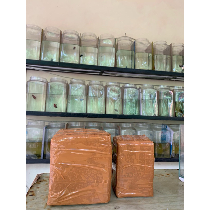 Jual fish simple | Shopee Indonesia