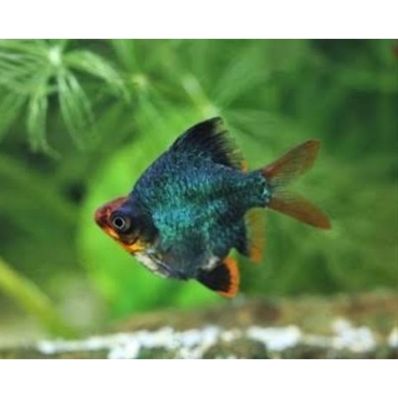 Jual Green Sumatra Balloon | Shopee Indonesia