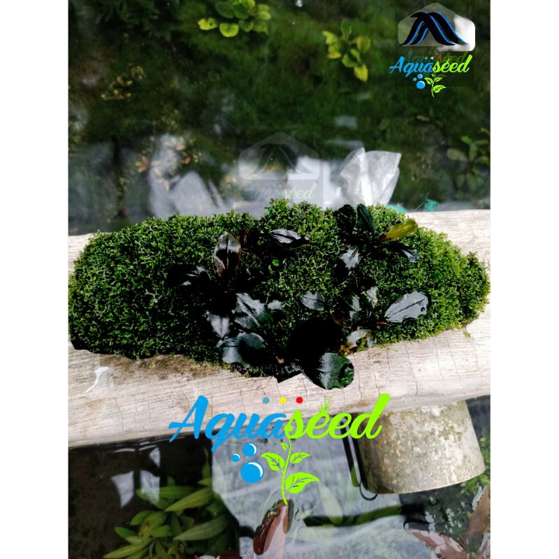 Jual Moss Ricardia BucePhalandra Media Kayu Rentek Tanaman Aquascape ...