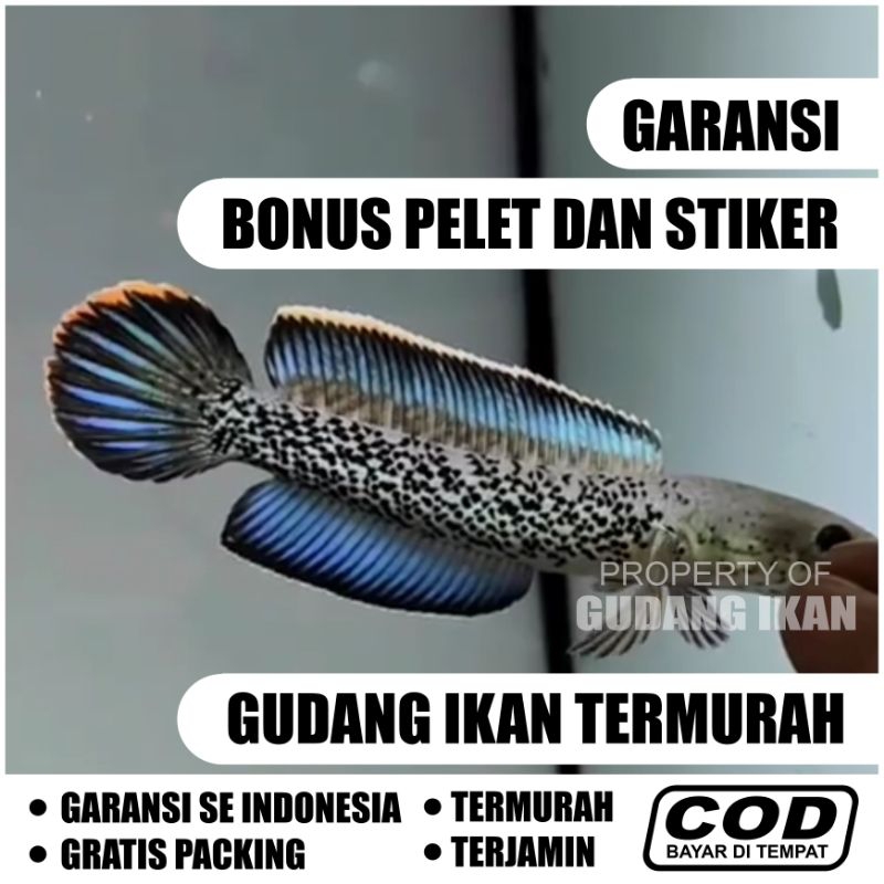 Jual Stewarti Warti makan pelet full dot free stiker dan pelet | Shopee ...