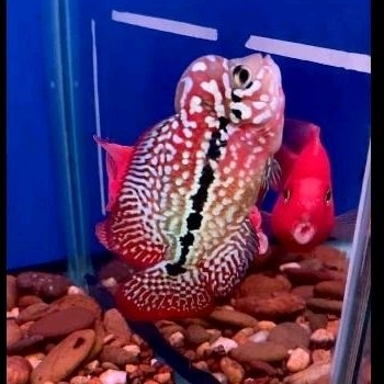 Jual VIP Red Kamfa Marking Kreta/Burayak Louhan Pilihan Thai | Shopee ...