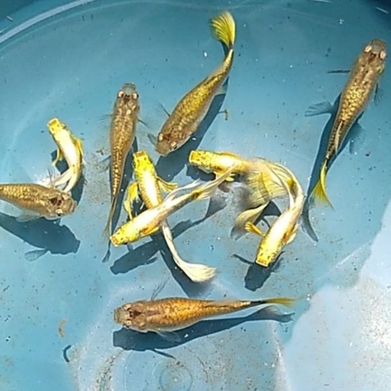 Jual new gapi platinum gold betina | Shopee Indonesia