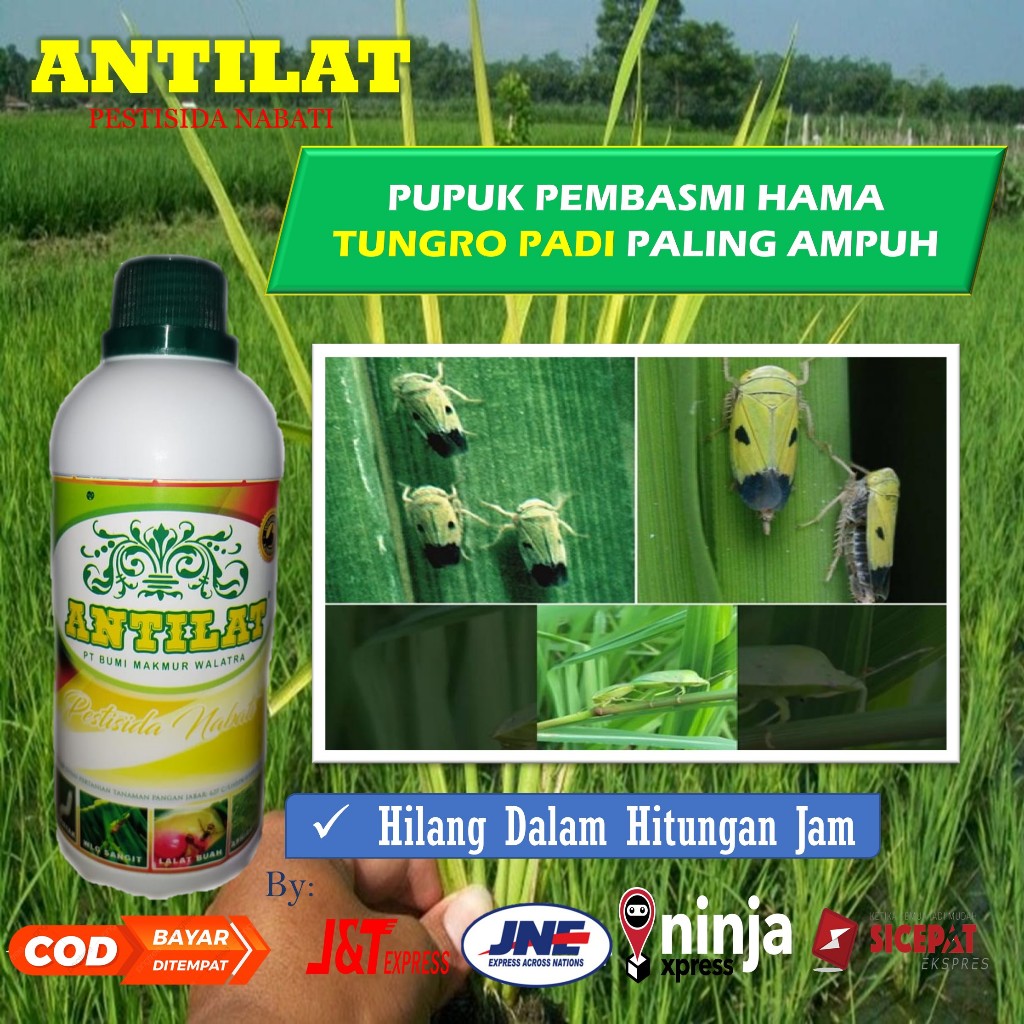 Jual ANTILAT 500ML Pupuk Pestisida Untuk Mengatasi Hama Tungro Padi Paling Ampuh Terbaik ...