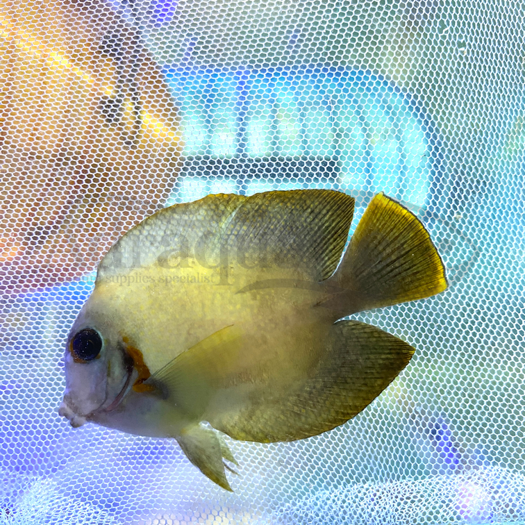 Jual (INSTANT BANDUNG) IKAN HIAS AIR LAUT BOTANA ABU | Shopee Indonesia