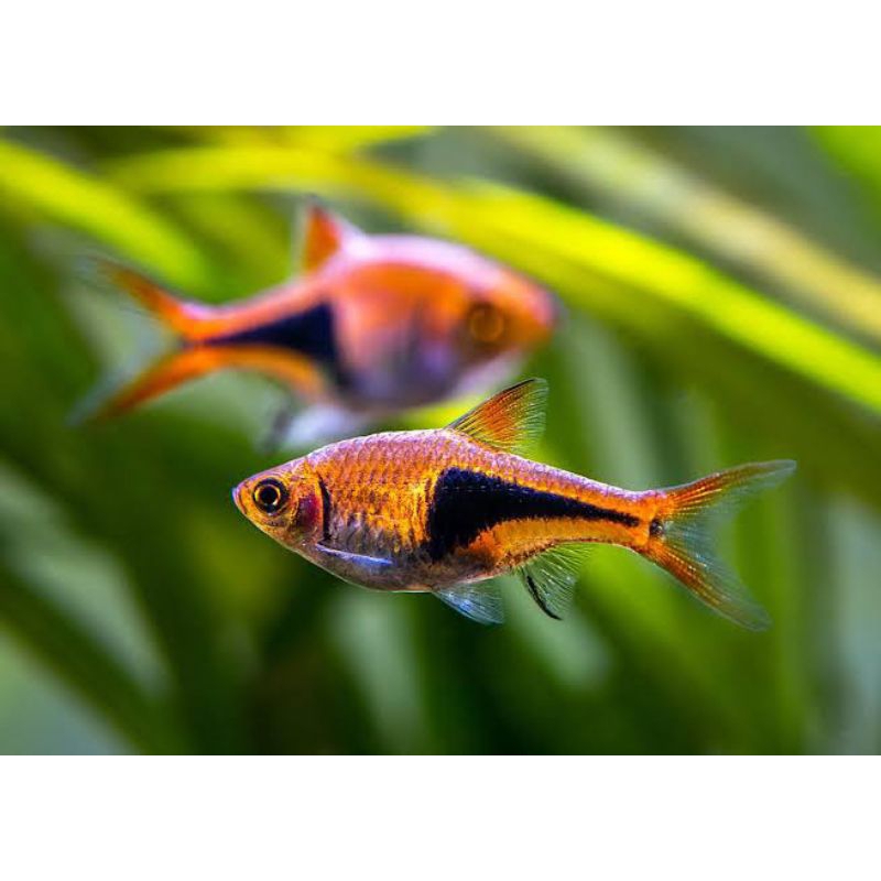 Jual Ikan hias rasbora harlequin badut aquascape | Shopee Indonesia