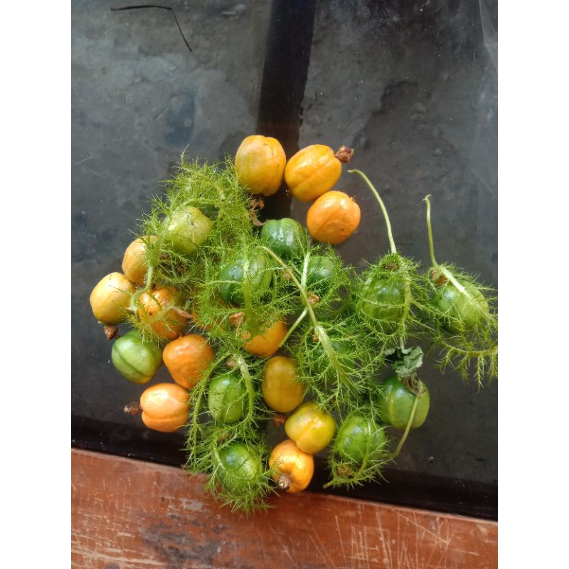 Jual Buah Rambusa Atau Markisa Hutan Markisa Mini 1 Kg | Shopee Indonesia