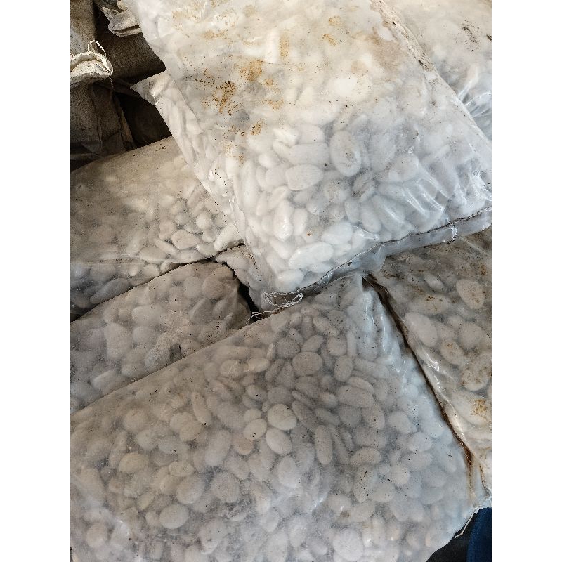 Jual batu coral putih 10kg | Shopee Indonesia