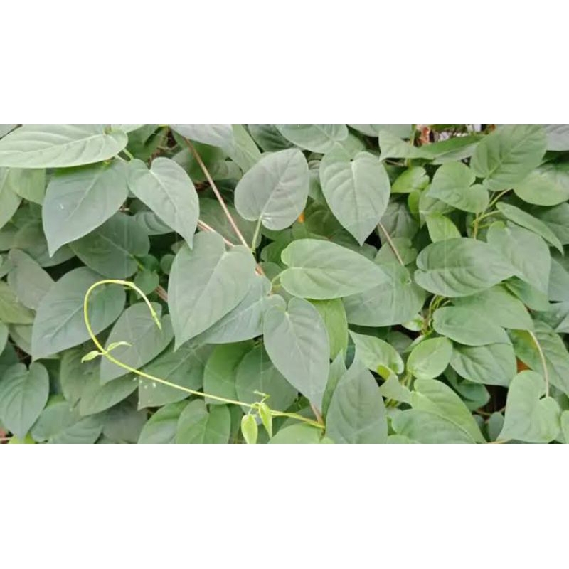 Jual Daun Sembukan/ Daun Kentut Segar 100 Lembar | Shopee Indonesia