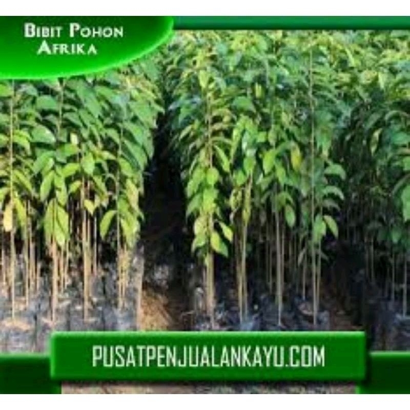 Jual Bibit Pohon Kayu Afrika Cabutan Tinggi 30-40cm | Shopee Indonesia