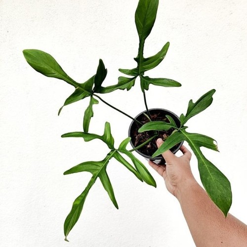 Jual Philodendron Glad Hands Rimbun 4-5 Daun / Philo Gladhands | Shopee ...