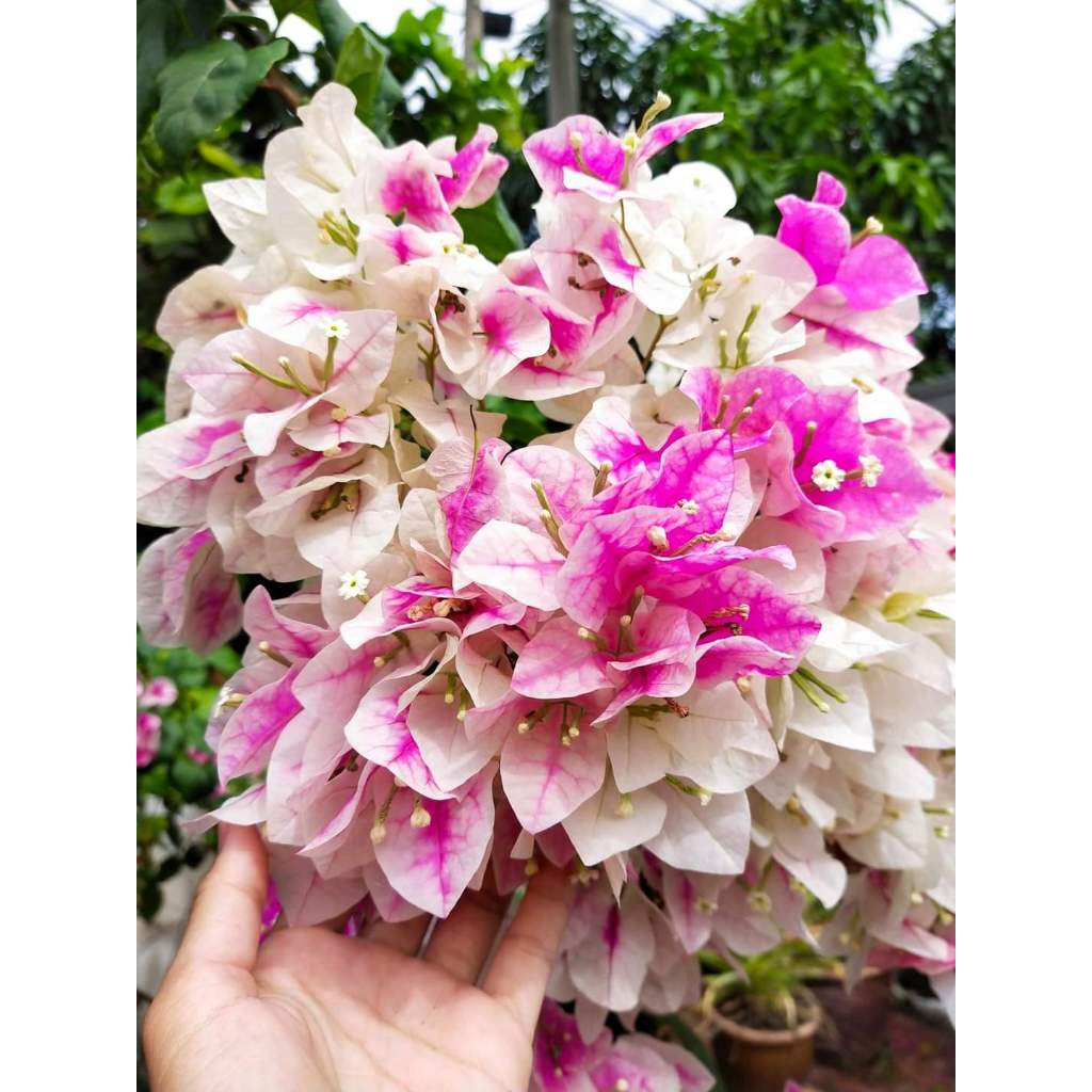 Jual bougenville ice cream sakura bunga import dengan 2 warna pink dan ...