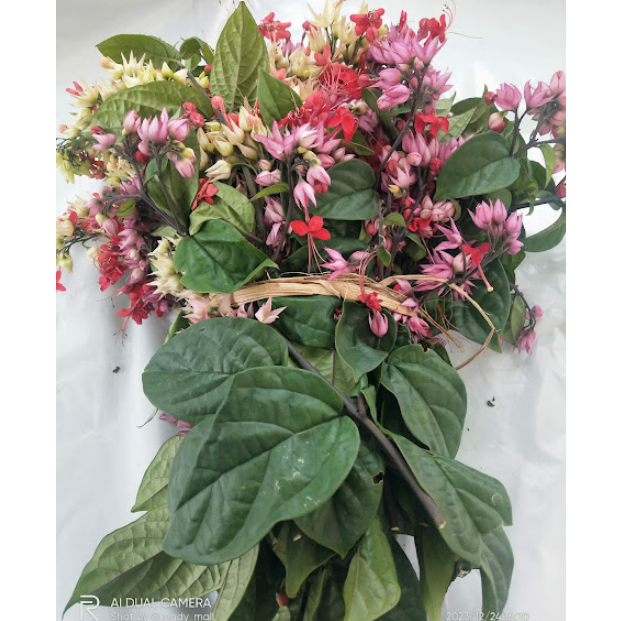 Jual Daun Segar Bunga Nona Makan Sirih / Kembang Segar Nona Makan Sirih ...