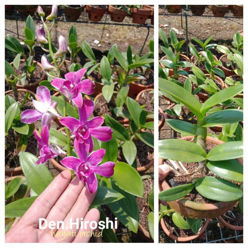 Jual Anggrek Dendrobium Hiroshi | Shopee Indonesia
