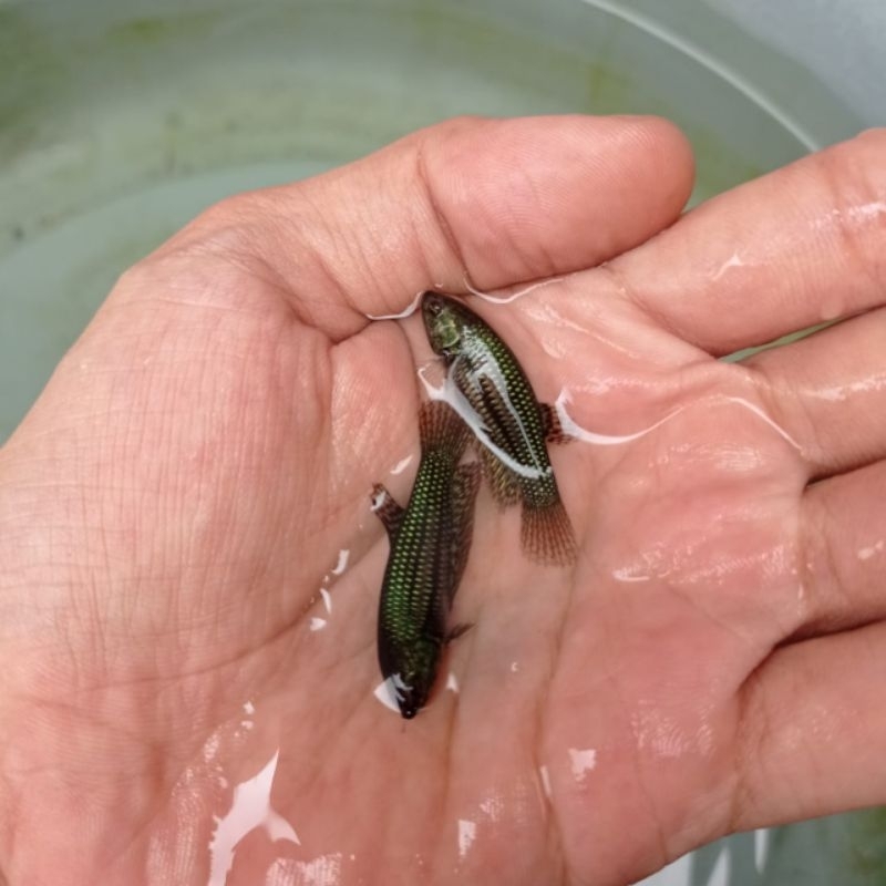 Jual wild betta alien green hybreed female | Shopee Indonesia