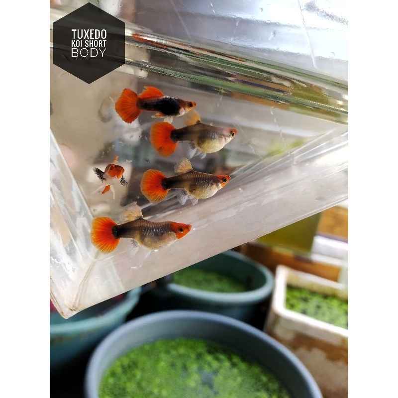 Jual ikan guppy tuxedo koi short body | Shopee Indonesia