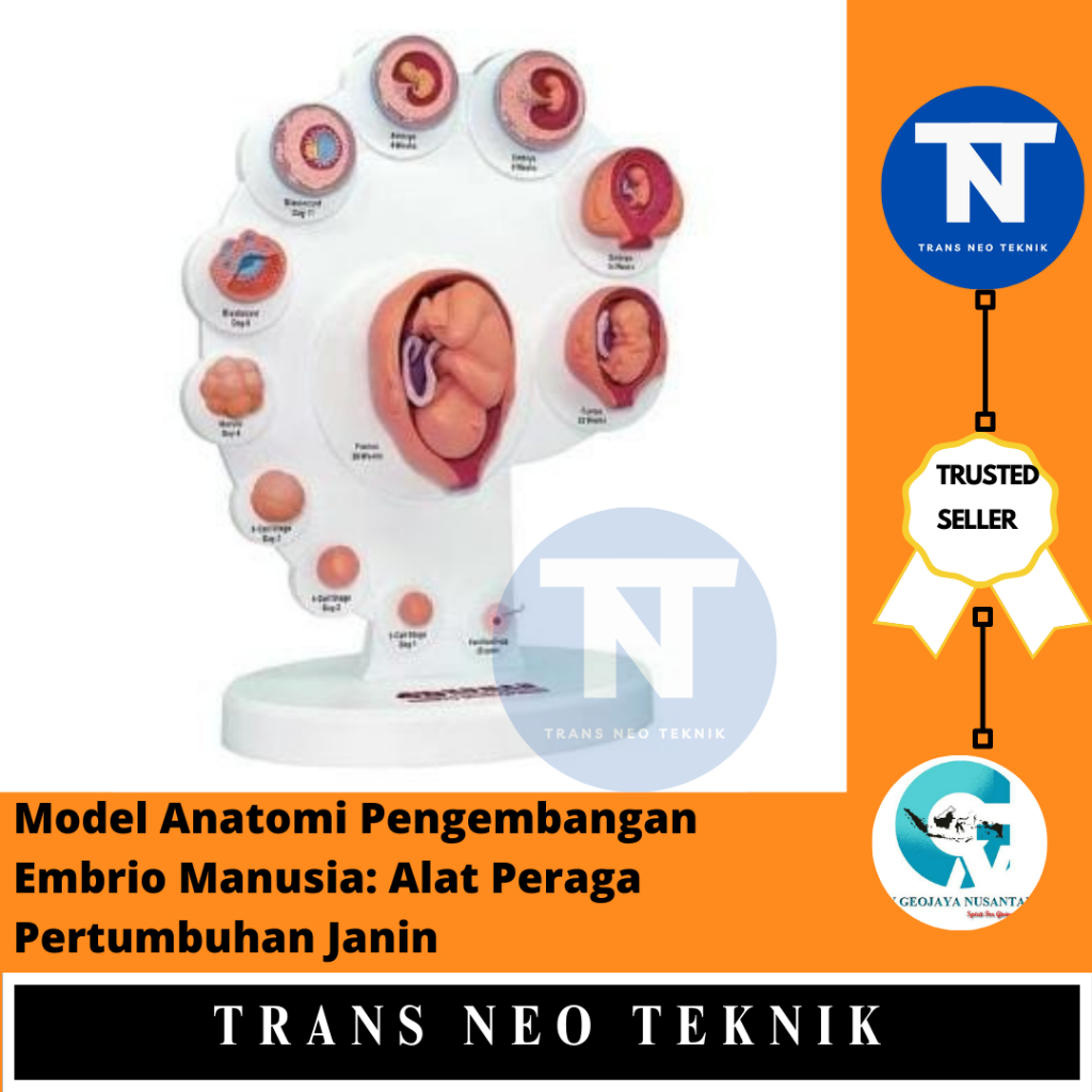 Jual Model Anatomi Pengembangan Embrio Manusia: Alat Peraga Pertumbuhan ...