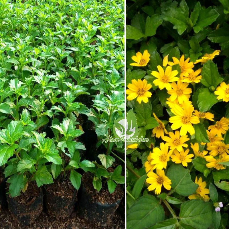 Jual Bibit Bunga Matahari Mini / Tanaman Hias Sunflower Matahari Mini ...
