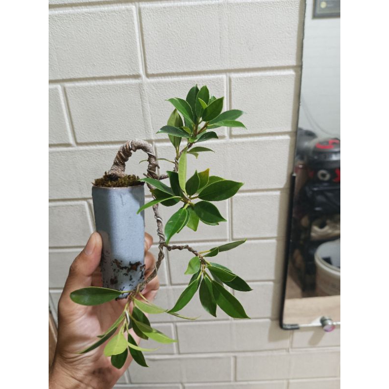 Jual bonsai kimeng / beringin kimeng / bonsai mame kimeng / bonsai ...