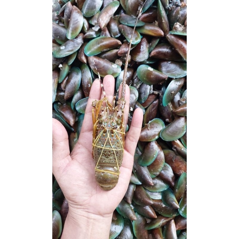 Jual LOBSTER K1 FRESH FROZEN ISI 8-10 EKOR 1KG | Shopee Indonesia