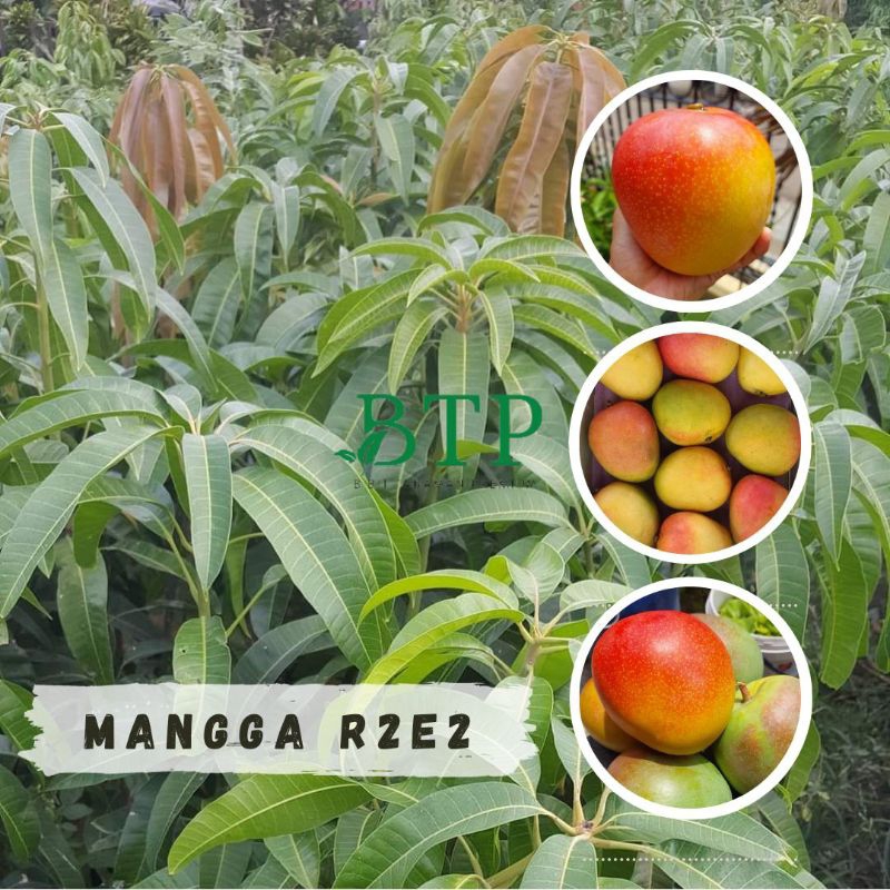 Jual BIBIT MANGGA R2E2 / ROW 2 EXPERIMENT 2 (BIBIT TANAMAN PREMIUM ...