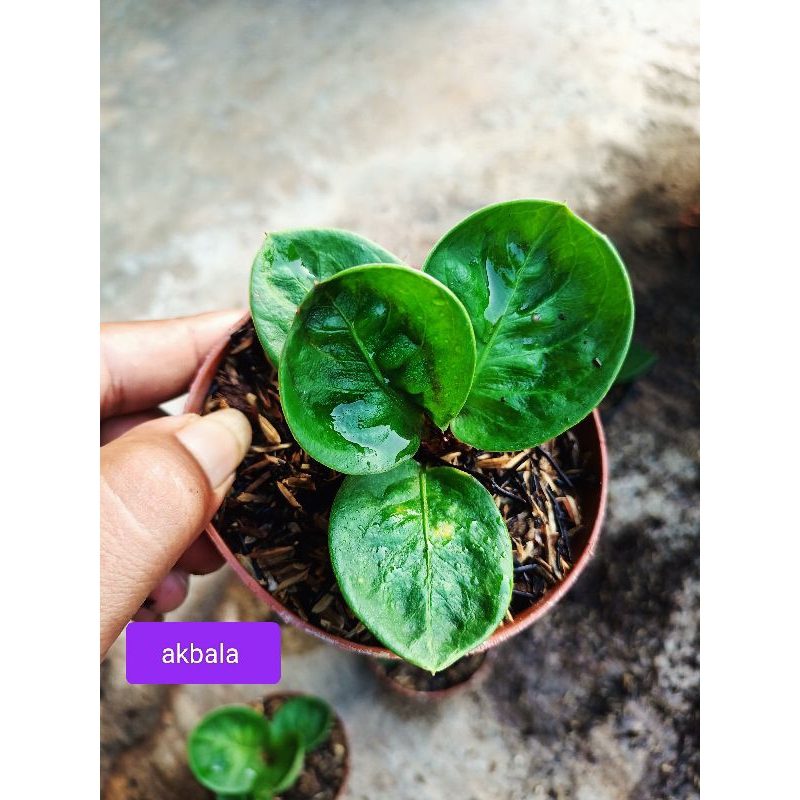 Jual ANTHURIUM JEMANI MANGKOK GRANDPA | Shopee Indonesia