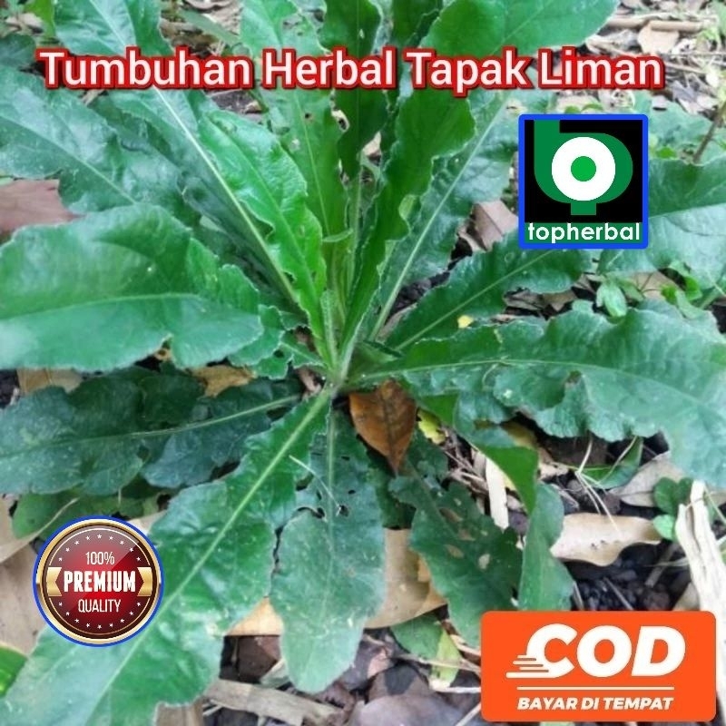 Jual Daun Tapak Liman Fresh 1 KG | Shopee Indonesia