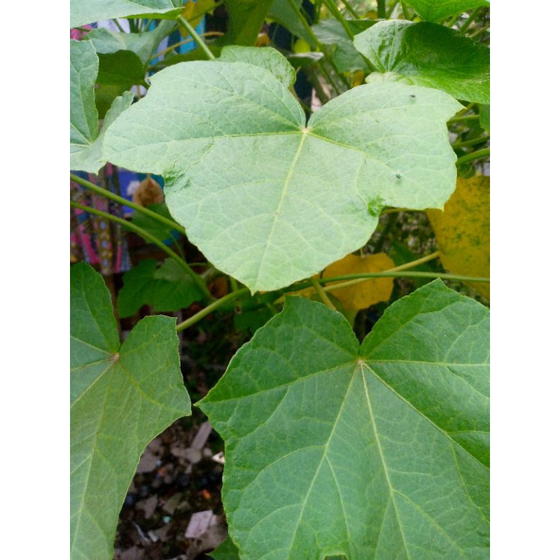 Jual (100 gr ) daun pohon jarak pagar | Shopee Indonesia