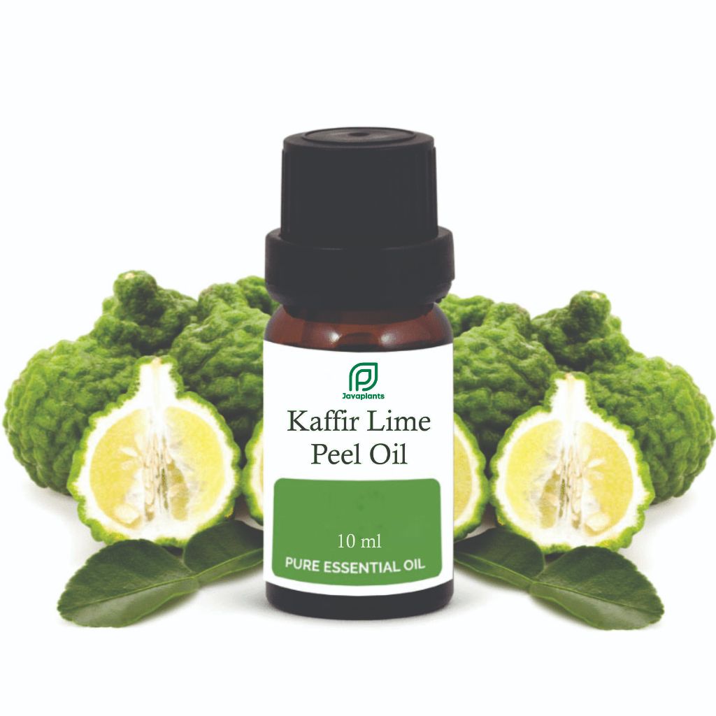 Jual Kaffir Lime Peel Oil Minyak Atsiri Kulit Buah Jeruk Purut Citrus Hystrix Essential | Shopee ...