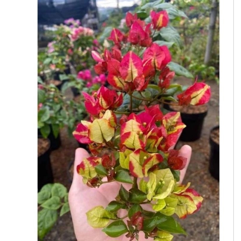 Jual Bibit bougenville 3 warna (red/yellow/green) | Shopee Indonesia