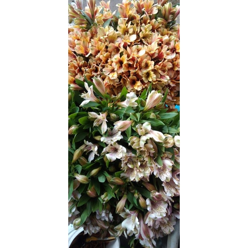 Jual Alstroemeria bunga potong segar per ikat isi 10 | Shopee Indonesia