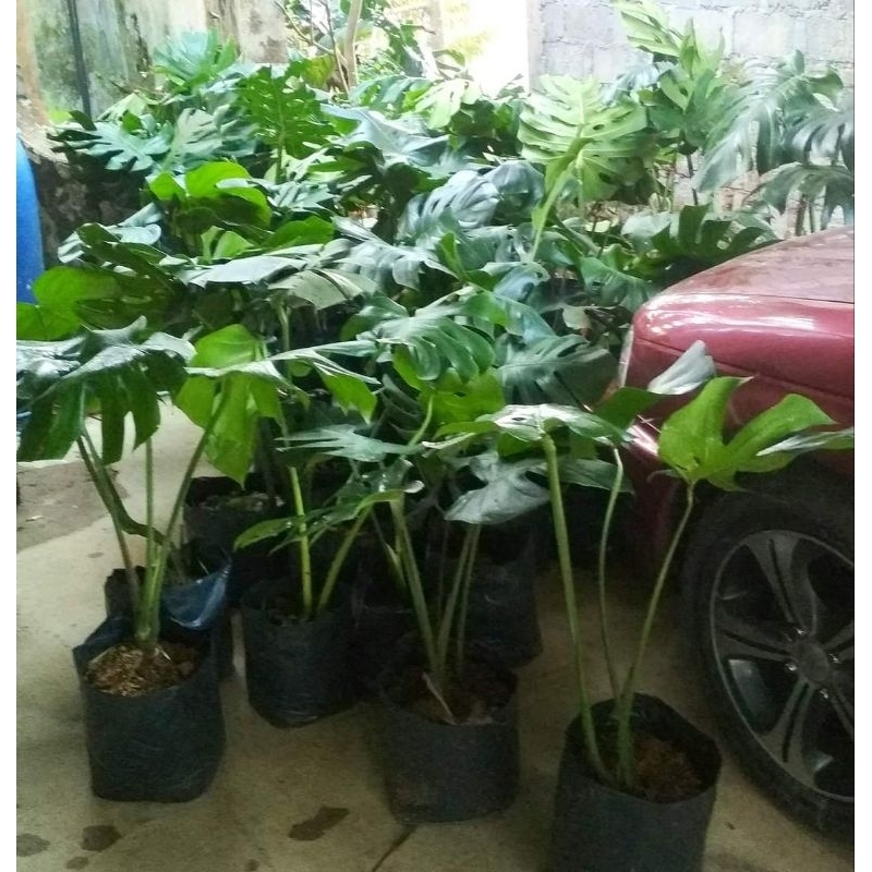 Jual monstera deliciousa hijau | Shopee Indonesia