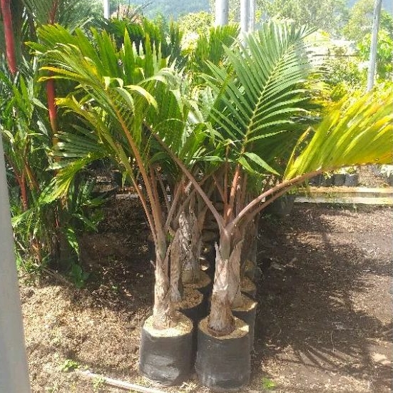 Jual Tanaman Hias Palem Botol tmTinggi 1,5meter Up | Shopee Indonesia
