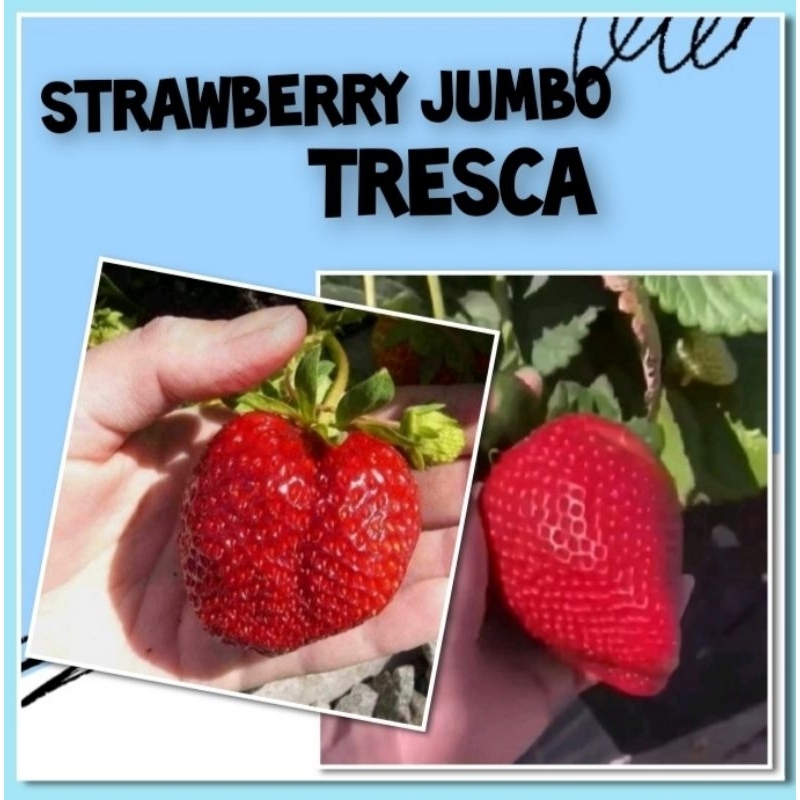 Jual 10 Benih Strawberry Jumbo Tresca Bibit Tanaman Buah F1 Unggul ...