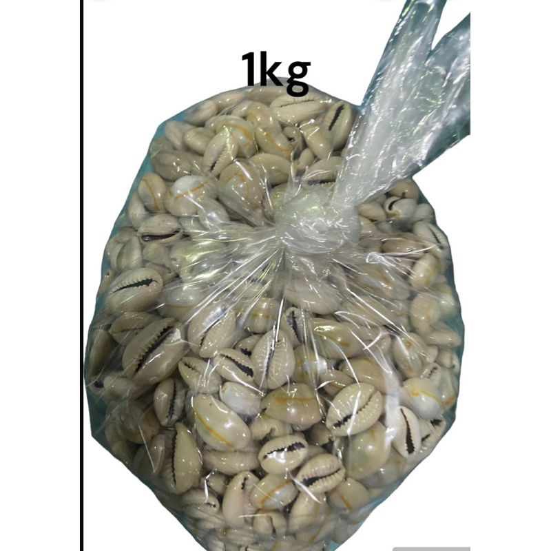 Jual kerang congklak untuk permainan 1kg | Shopee Indonesia
