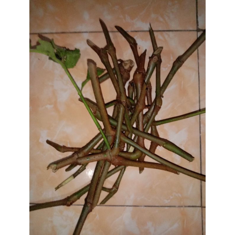 Jual trichantera gigantea | Shopee Indonesia
