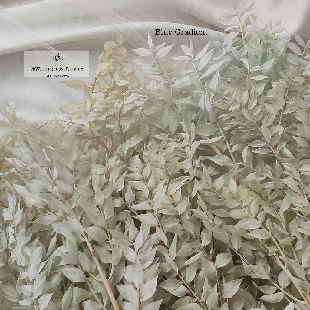 Jual 50 gr Preserved Ruscus Ruskus / Dried Flower Awetan / Bunga Kering ...