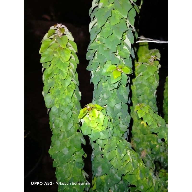 Jual Wareng Bintang Kompakta (Wareng India/Ekor Tupai) | Shopee Indonesia