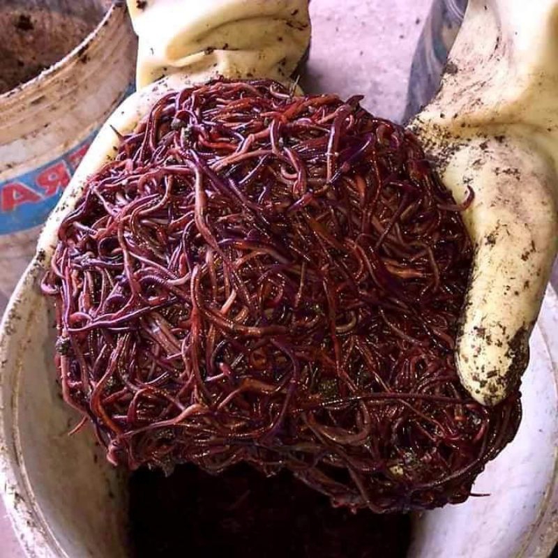 Jual Cacing Merah premium quality 500 gram Umpan Galatama Jitu Terlaris ...