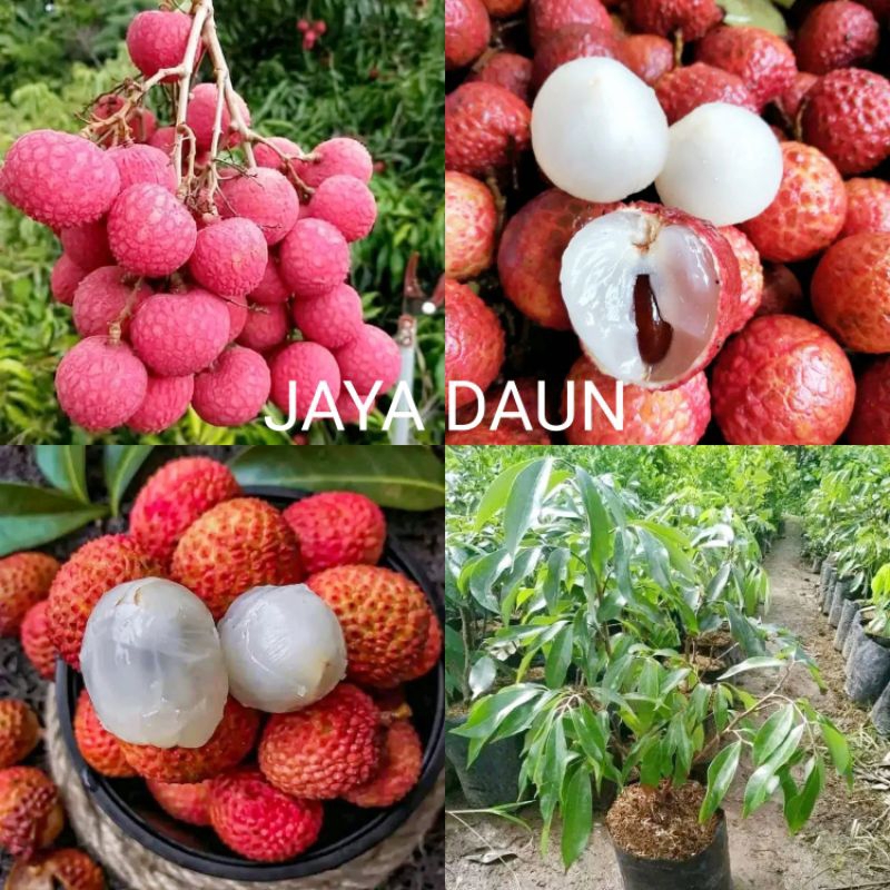 Jual BIBIT BUAH LECI MERAH/COM SUPER Hasil Cangkok (cepat berbuah ...