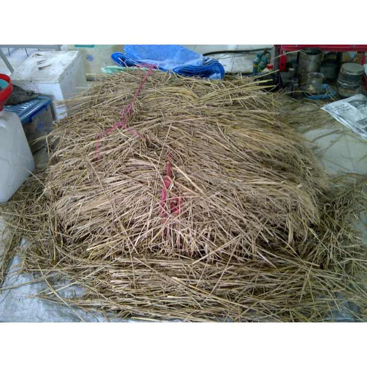 Jual Jerami Padi/ Rice Straw/ Jerami Padi Sarang Ayam/Jerami Padi ...