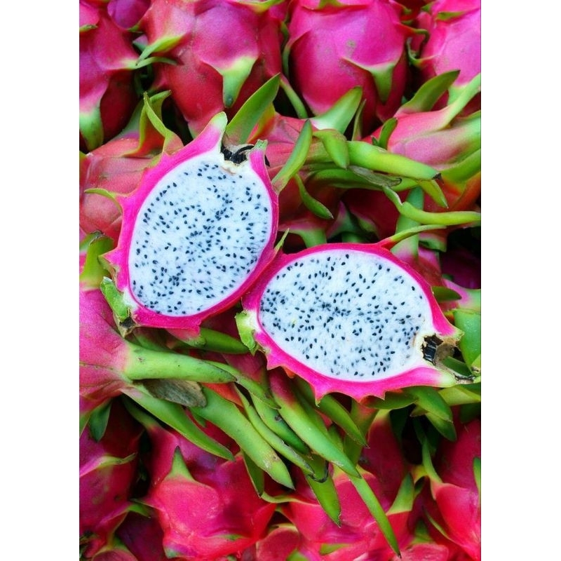 Jual buah naga putih 18/kg | Shopee Indonesia
