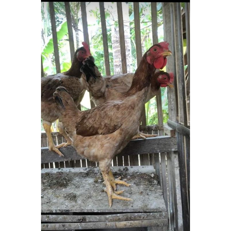 Jual TELUR TETAS AYAM MARDI AKA RAJA FERTIL | Shopee Indonesia