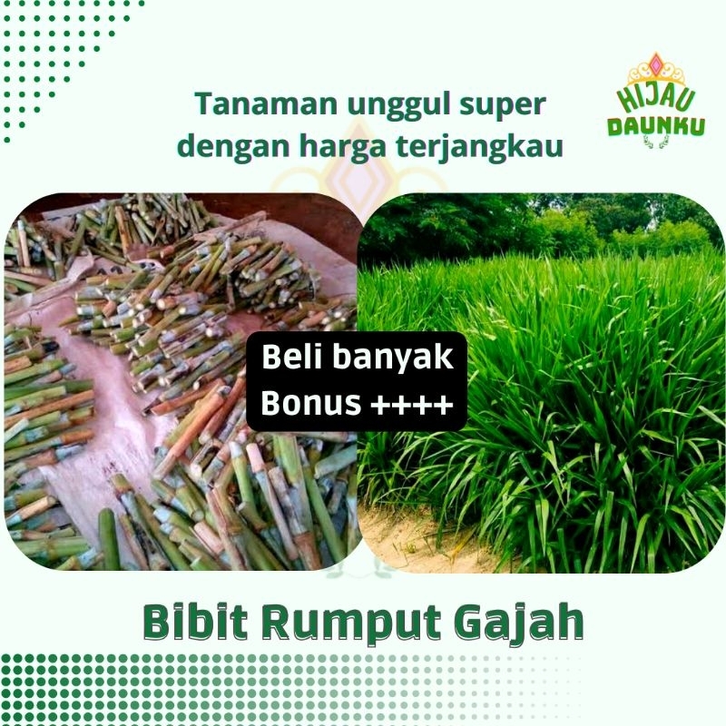 Jual Bibit Rumput Raja Gajah Tinggi Baru Stek Harga perbatang TERMURAH ...